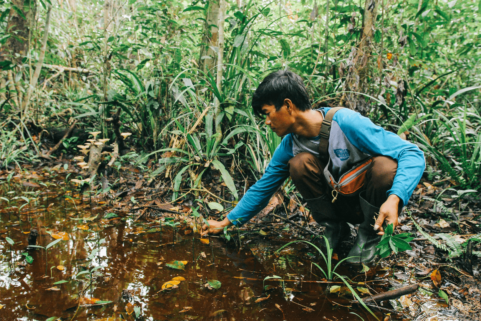 AXA increases its contribution to the restoration of the Sumatra Merang ...