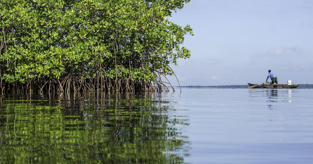 Reducing Caribbean risk: opportunities for cost-effective mangrove ...