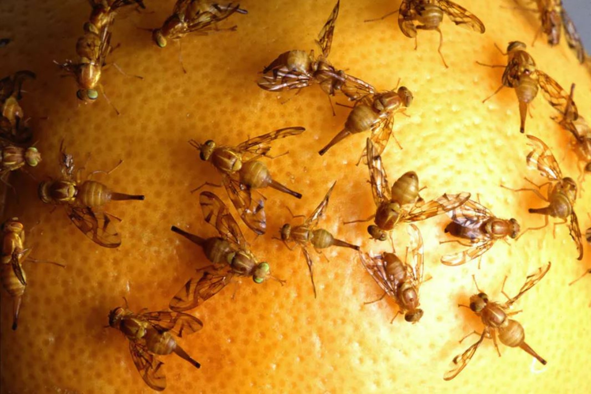 Attack of the Alien Invaders: Pest Plants and Animals Leave a ...