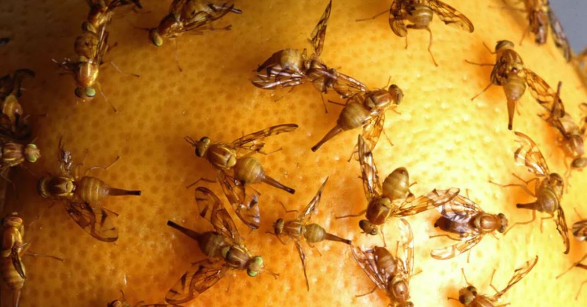 Attack of the Alien Invaders: Pest Plants and Animals Leave a ...